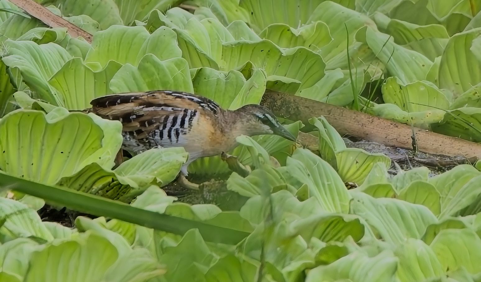 blairbirding – Sharing pictures, stories, reflections of my birding ...