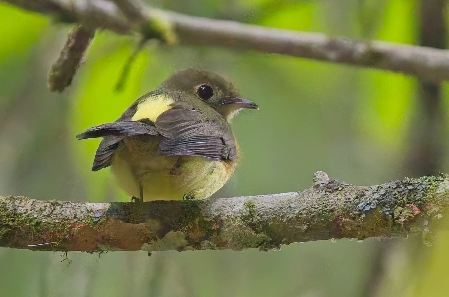 blairbirding – Sharing pictures, stories, reflections of my birding ...